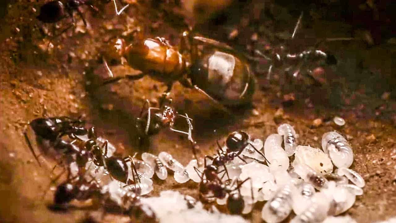 The best of the ant world revealed! - Viral Documentary - Watch Free ...